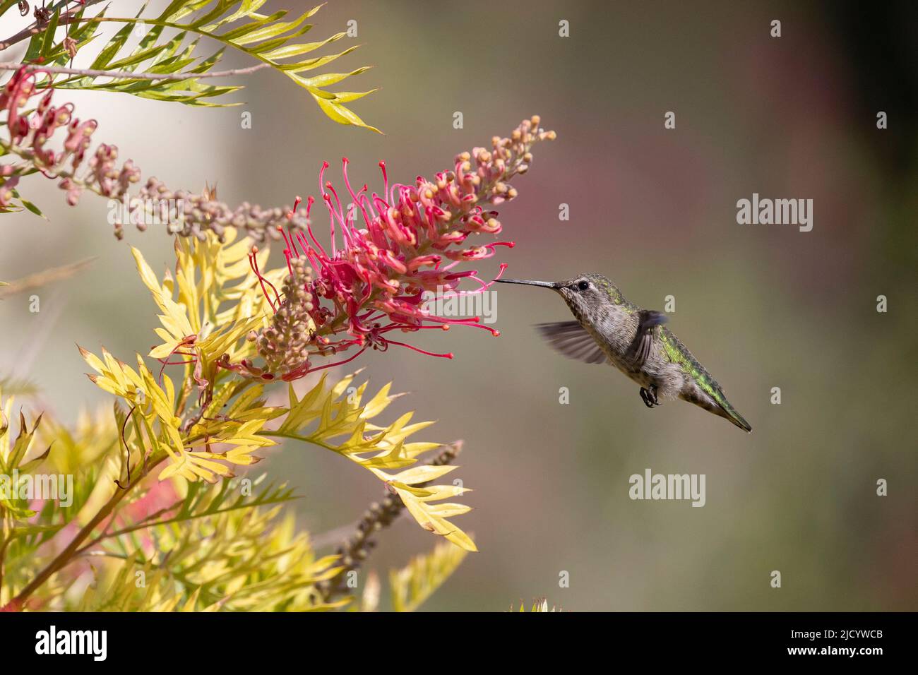 California hummingbird hi-res stock photography and images - Alamy