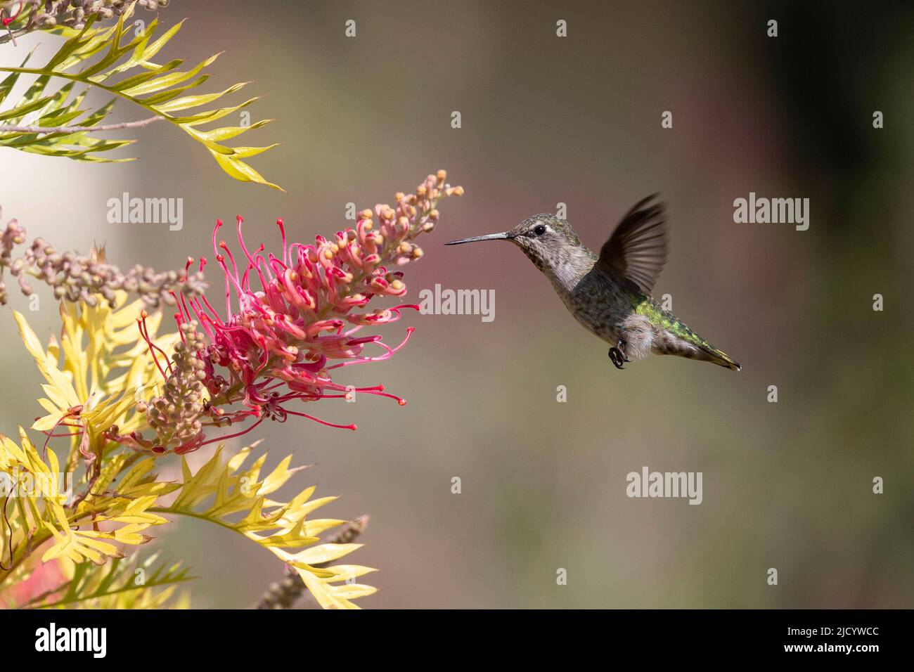 Anna's Hummingbird, Calypte anna Stock Photo - Alamy
