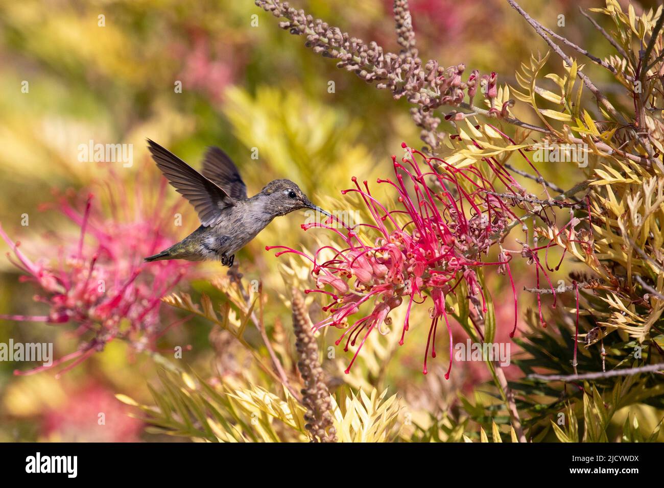 Anna's Hummingbird, Calypte anna Stock Photo - Alamy