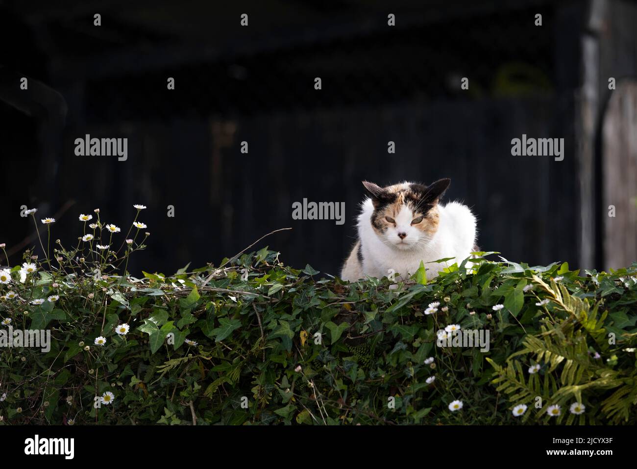 a white stray cat keeps a watchful eye on a wall covered with ivy and ...