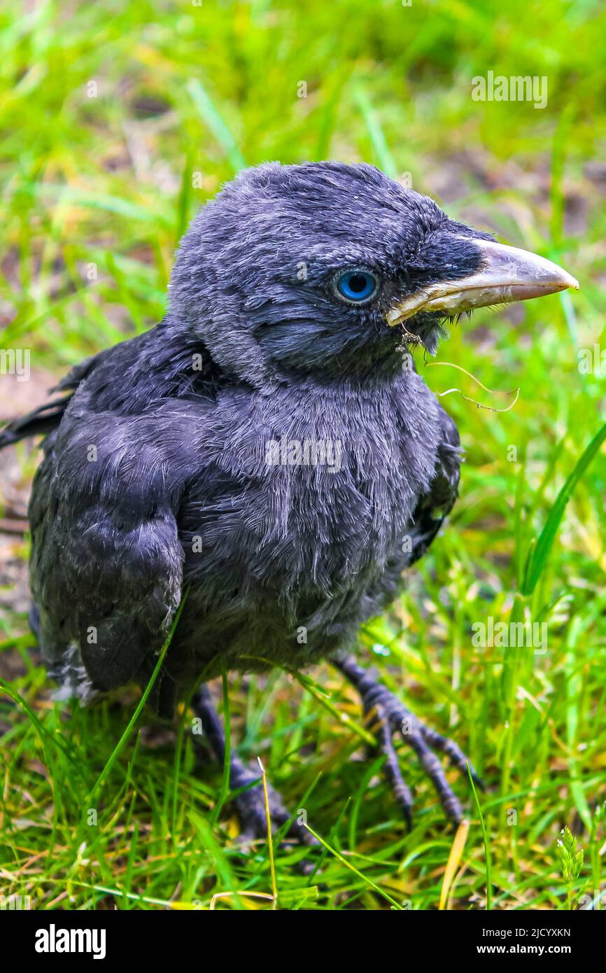 Young black crow jackdaw Corvus monedula with blue eyes sitting in ...