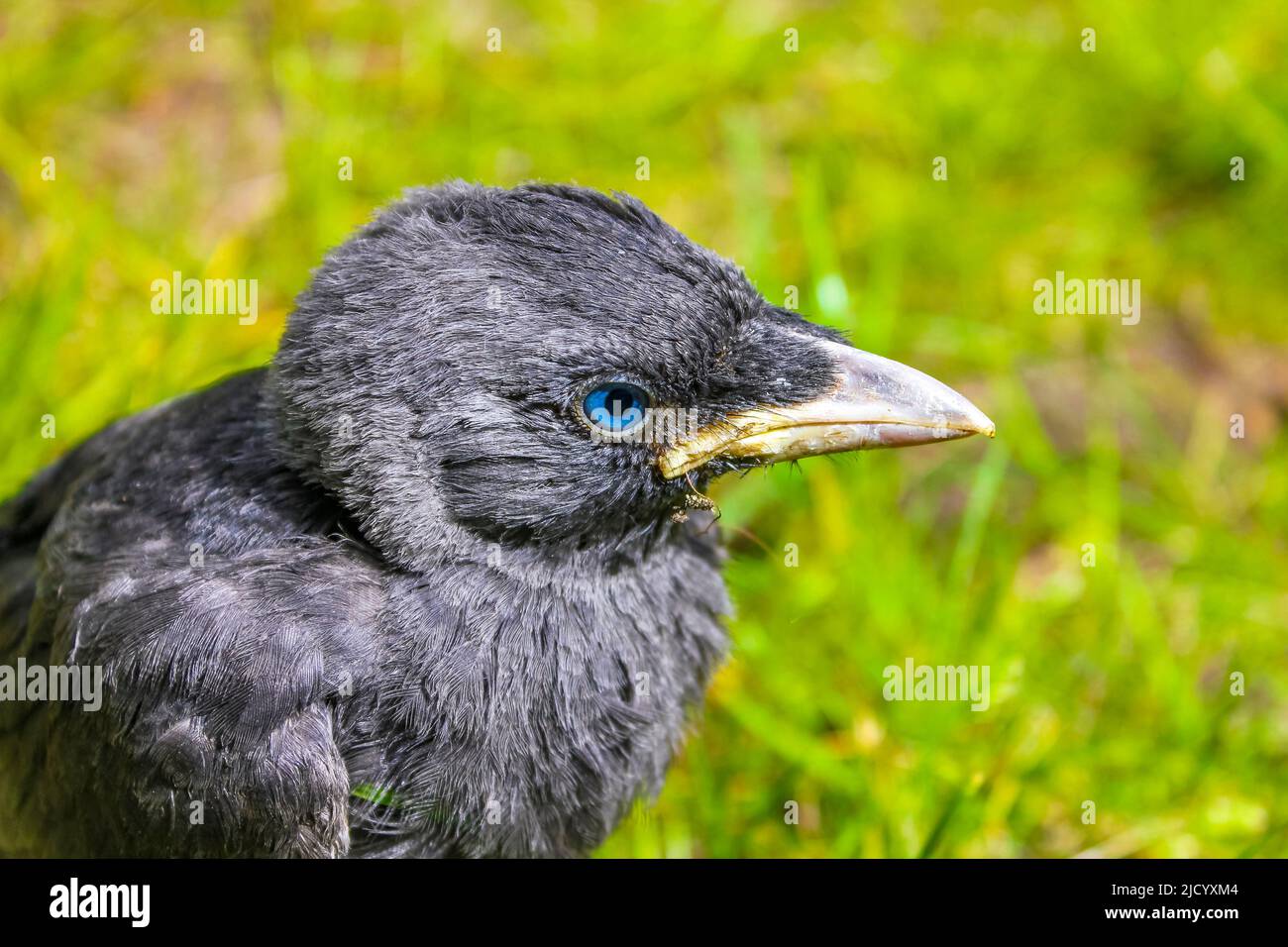 Young black crow jackdaw Corvus monedula with blue eyes sitting in ...