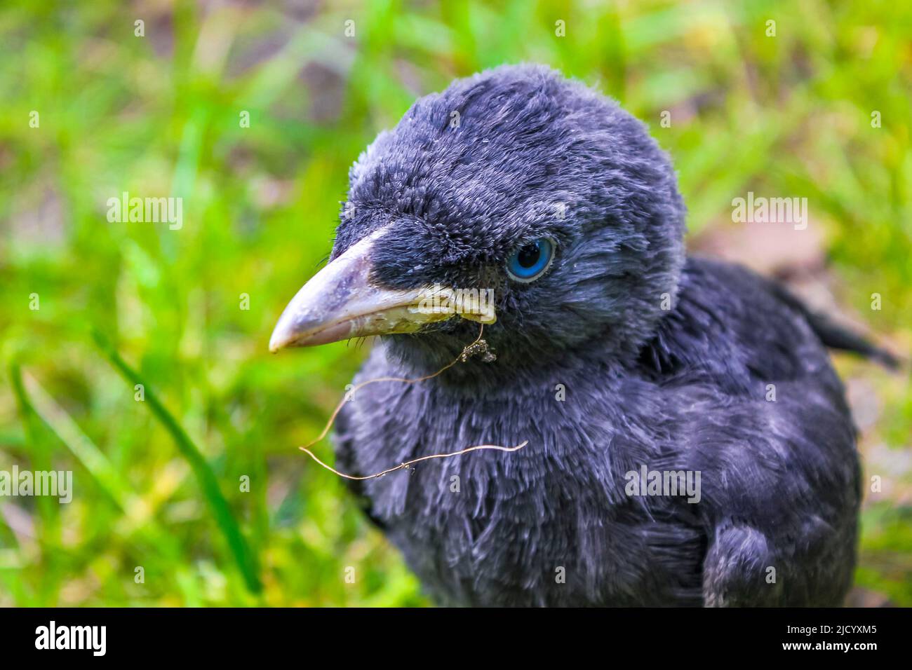 Young black crow jackdaw Corvus monedula with blue eyes sitting in ...