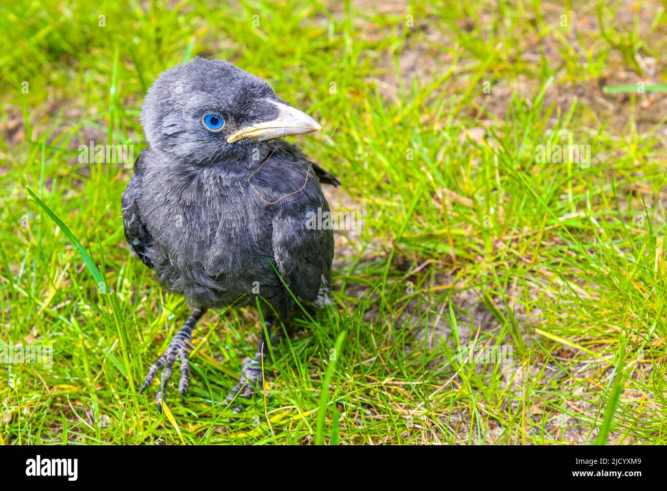 Young black crow jackdaw Corvus monedula with blue eyes sitting in ...