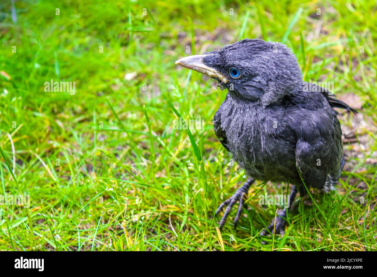 Young black crow jackdaw Corvus monedula with blue eyes sitting in ...