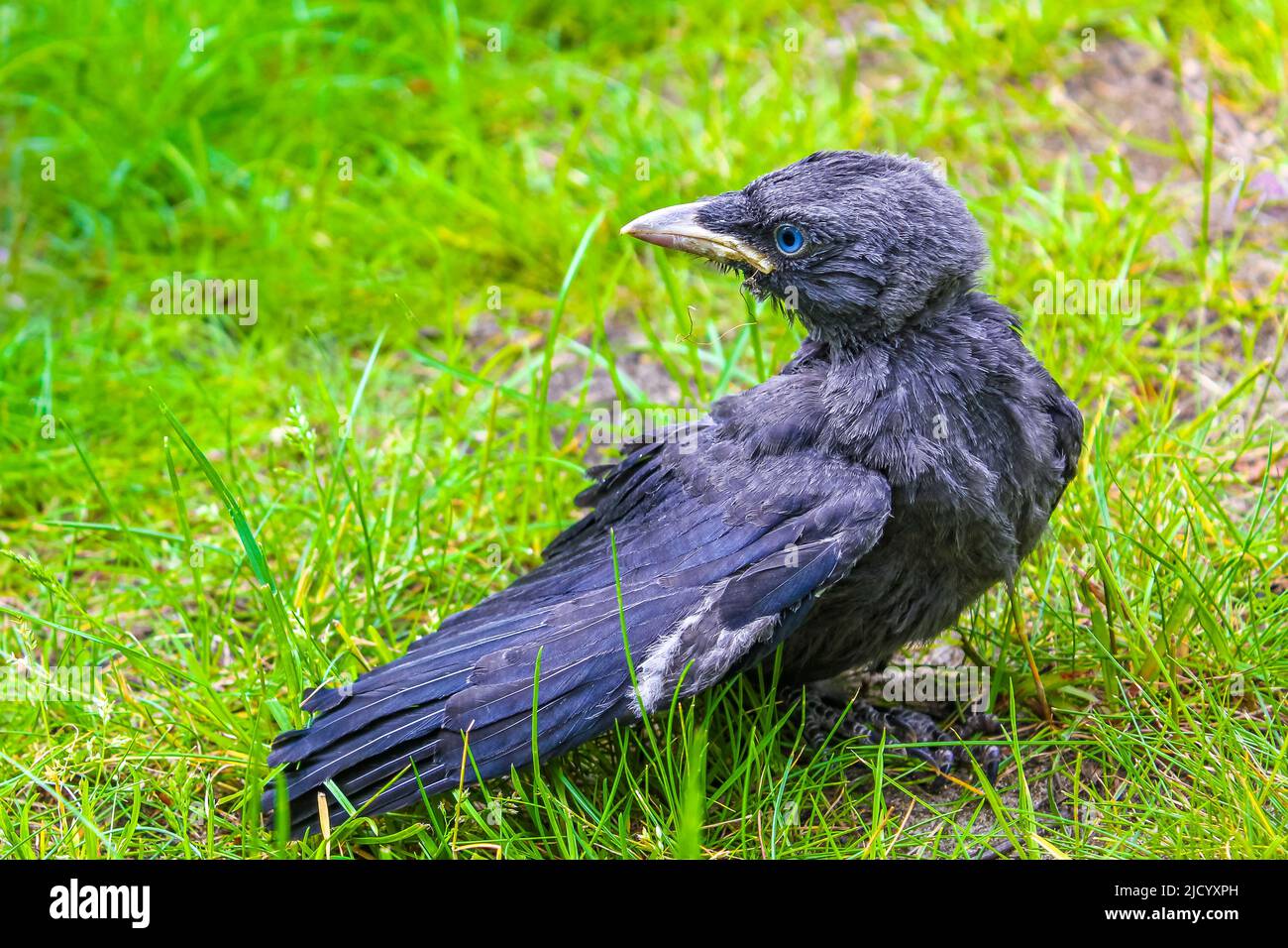 Young black crow jackdaw Corvus monedula with blue eyes sitting in ...