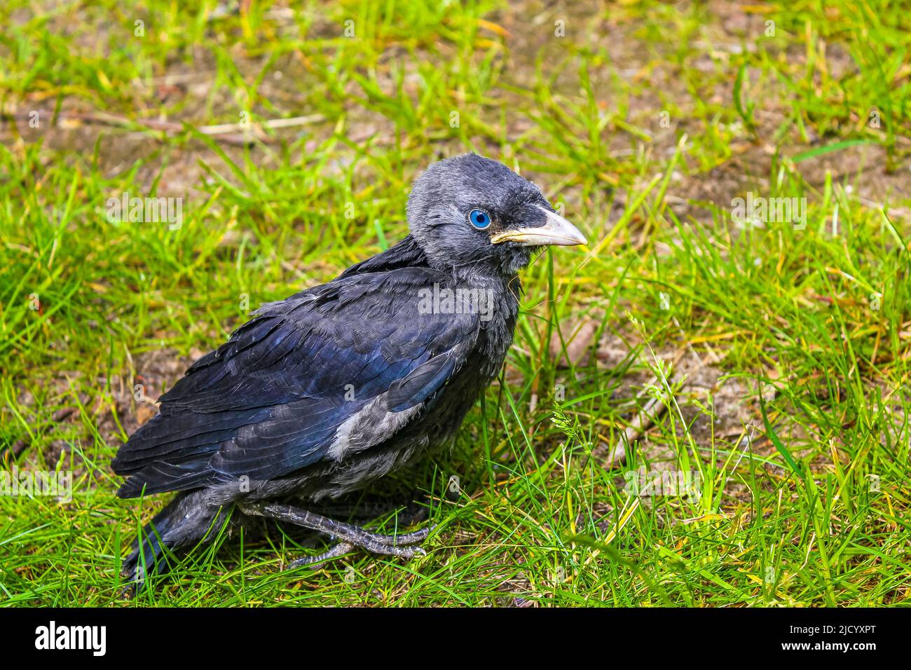 Young black crow jackdaw Corvus monedula with blue eyes sitting in ...