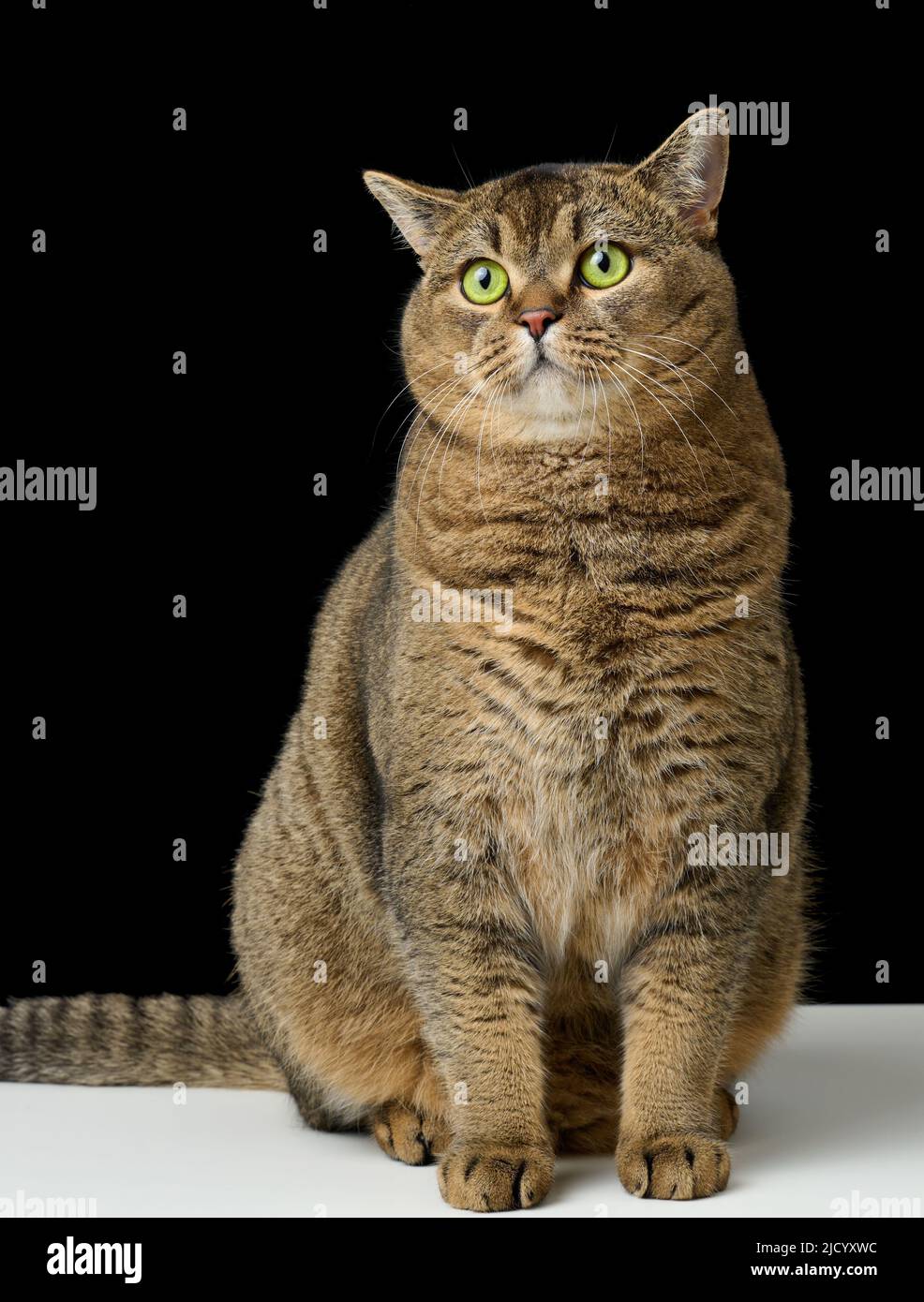 Adult gray cat Scottish Straight sits on a black background. Sad and ...