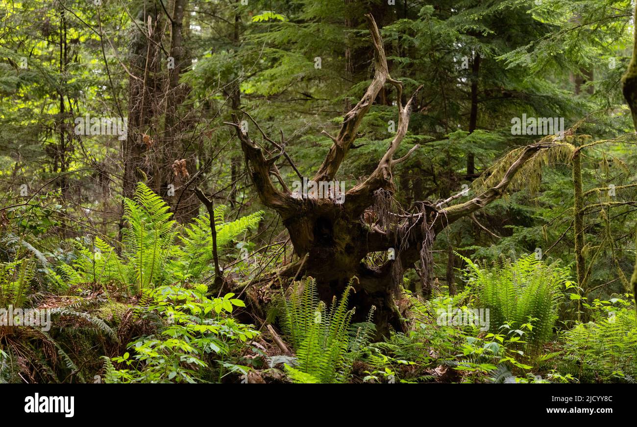 Fallen Tree root in the green Canadian Forest. Lighthouse Park, West ...