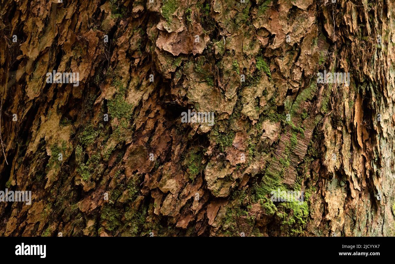 Tree Bark with moss. Close up background Stock Photo - Alamy