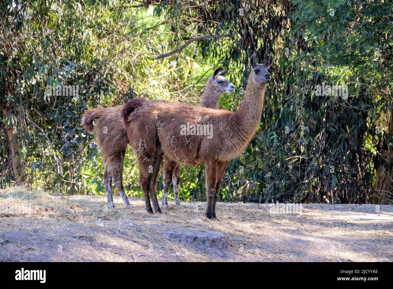 Llamas head hi-res stock photography and images - Alamy