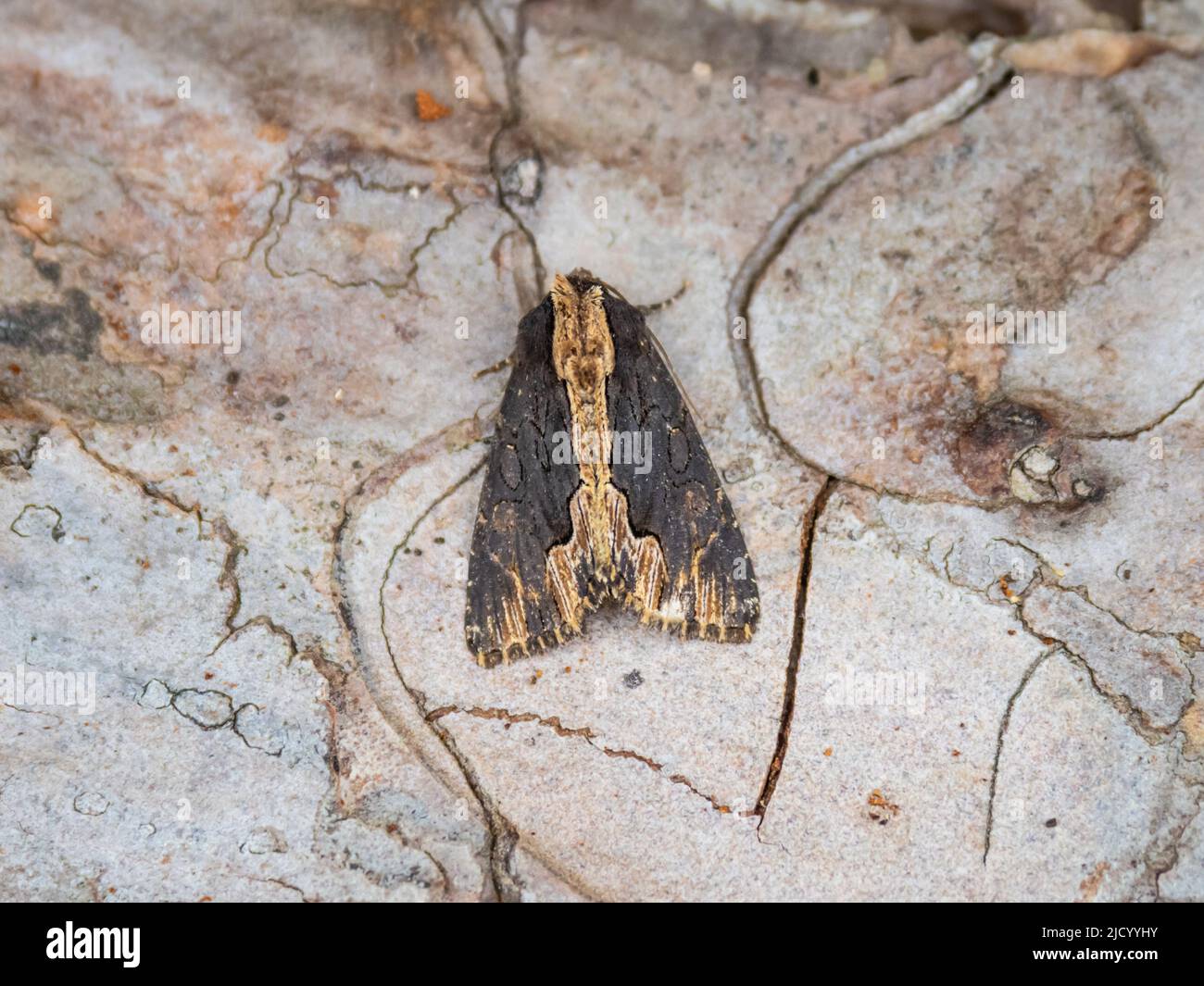 A Bird's Wing moth, Dypterygia scabriuscula, resting on the bark of a ...