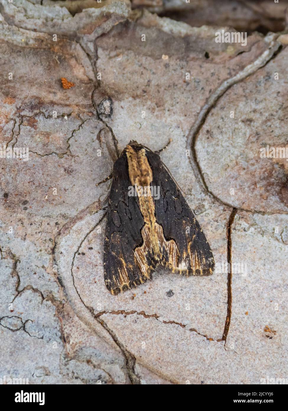 A Bird's Wing moth, Dypterygia scabriuscula, resting on the bark of a ...