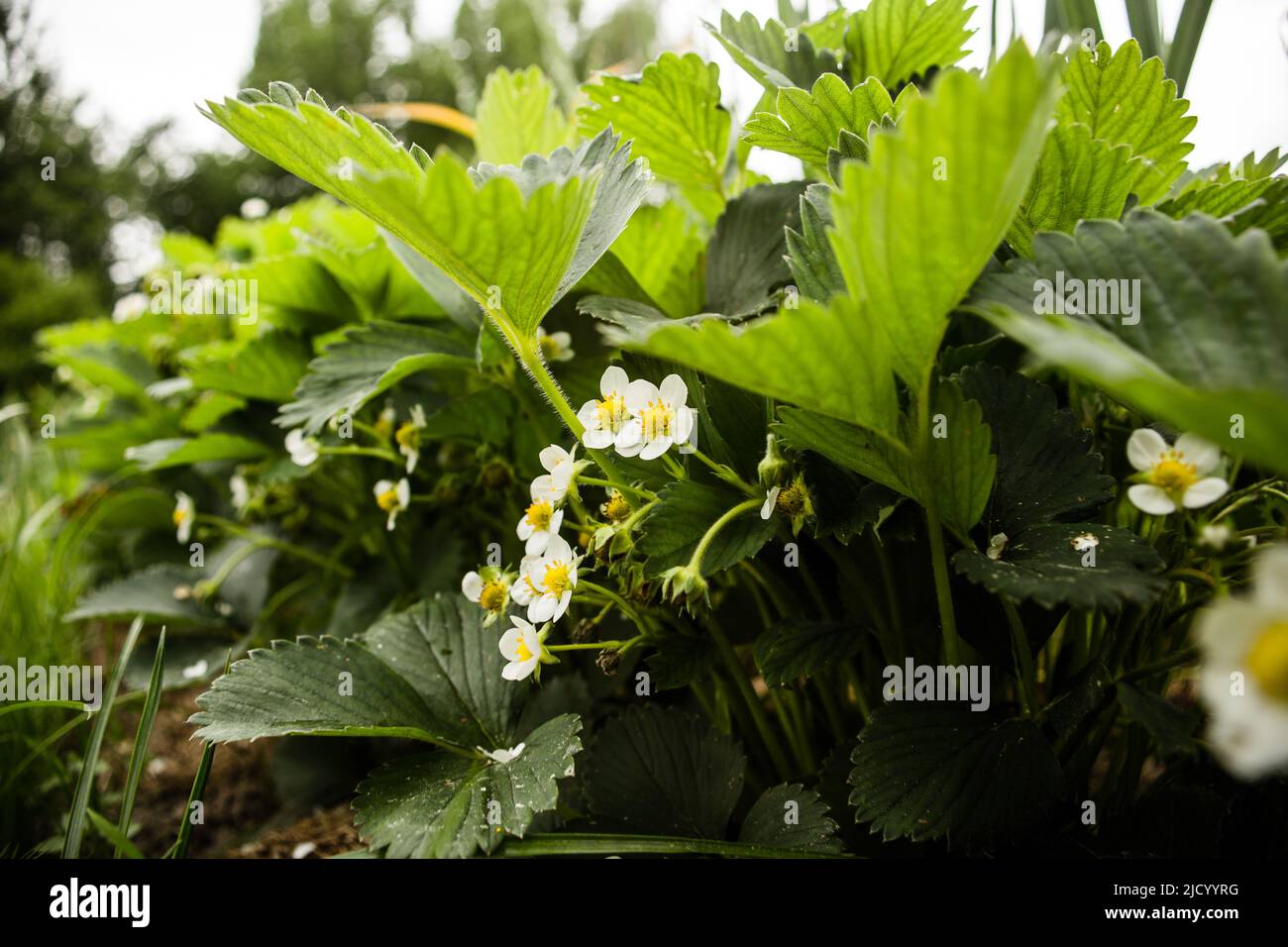 Strawberry crops under the sun. Cultivated land close-up with sprout ...