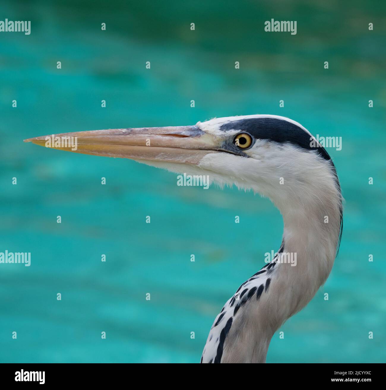 Heron like bird hi-res stock photography and images - Alamy