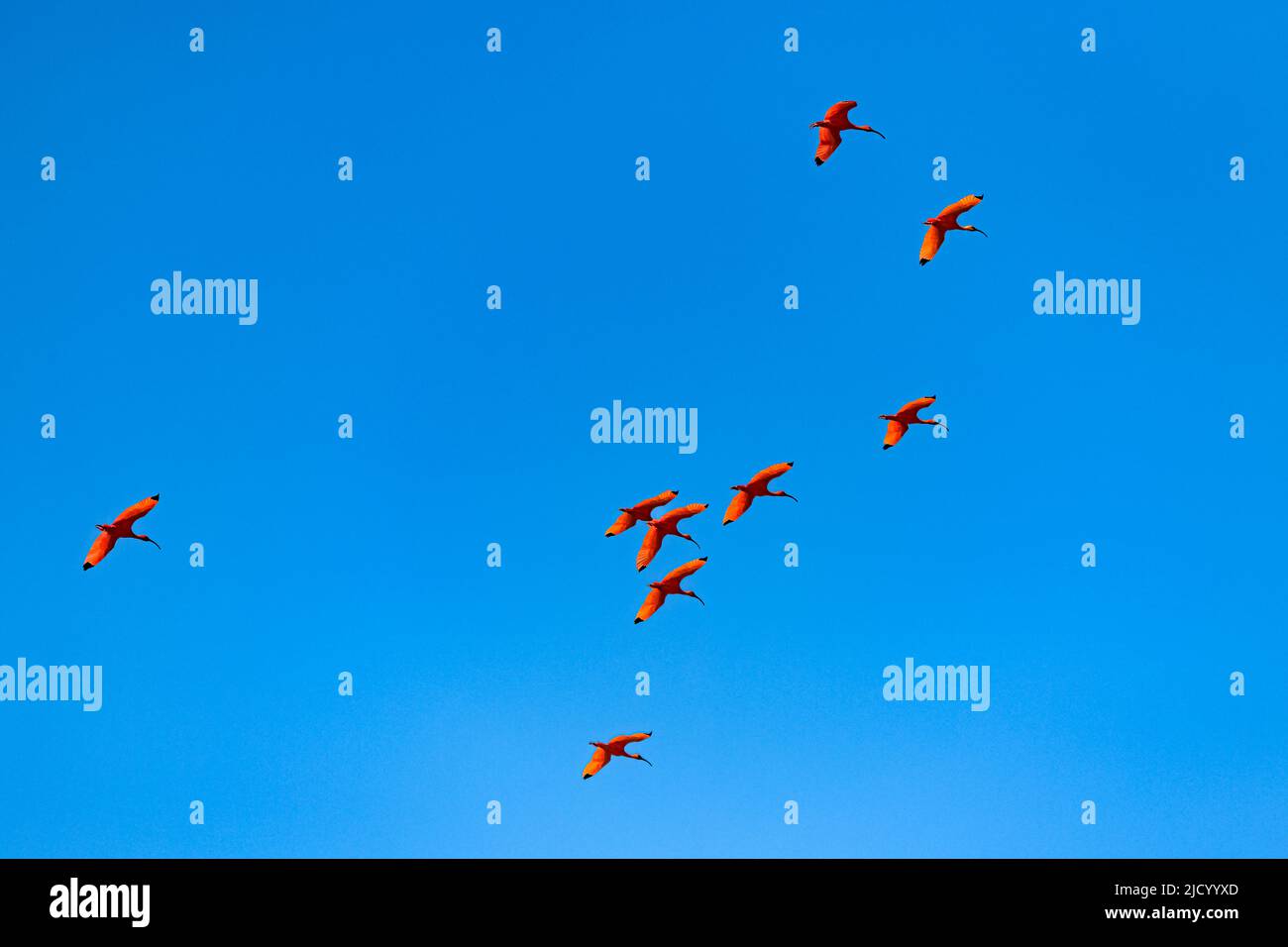 Scarlet Ibis, Eudocimus ruber, flock of red birds flying Stock Photo ...