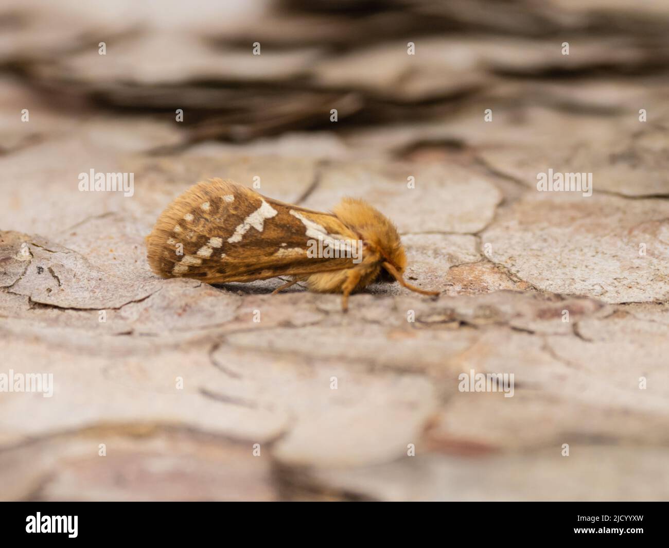 Swift moth hi-res stock photography and images - Alamy