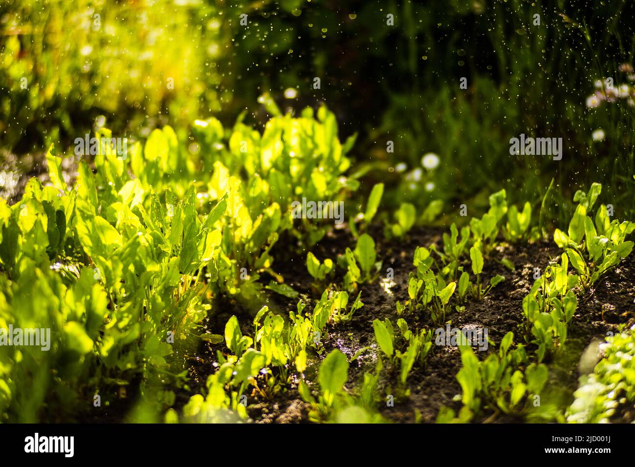 Watering vegetable plants on a plantation in the summer heat. Drops of ...