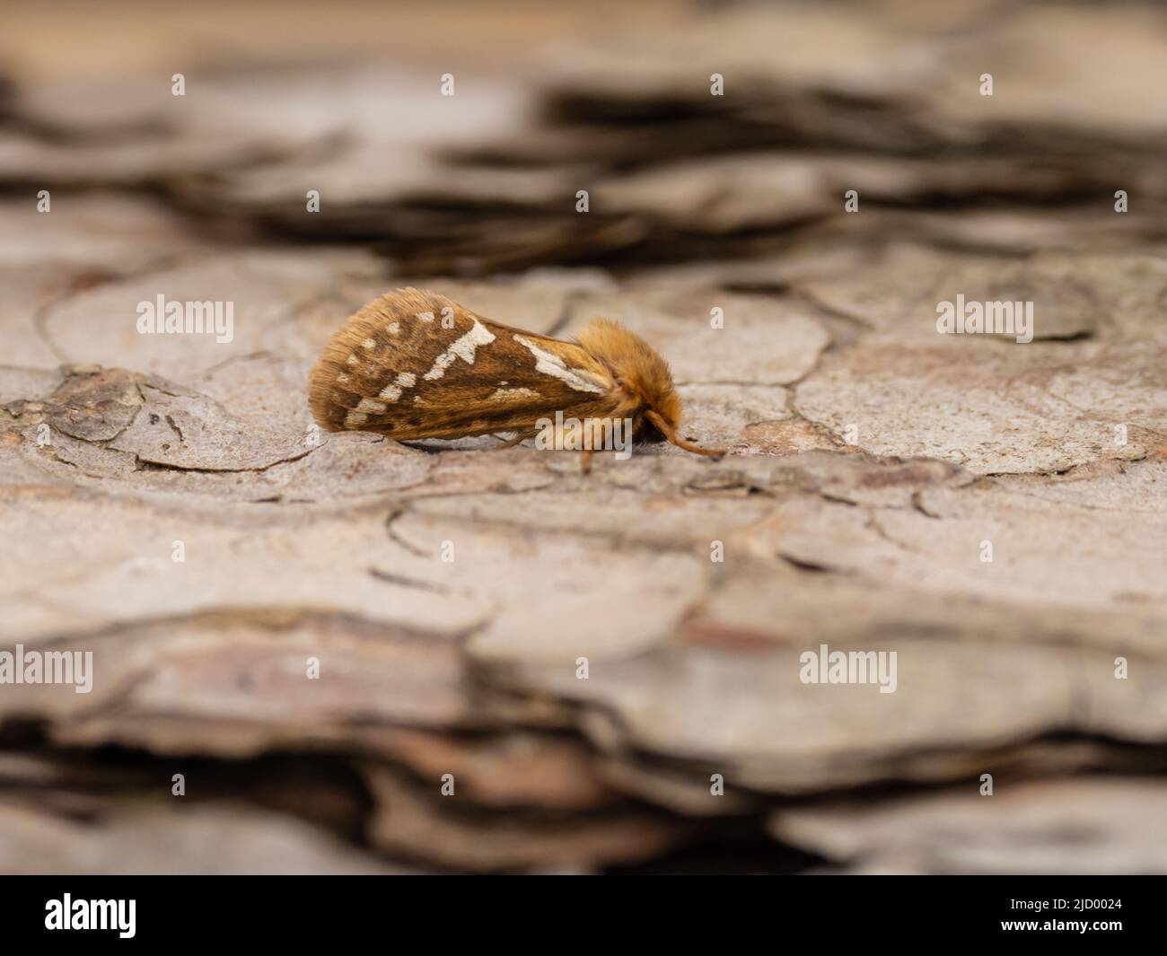 Swift moth hi-res stock photography and images - Alamy