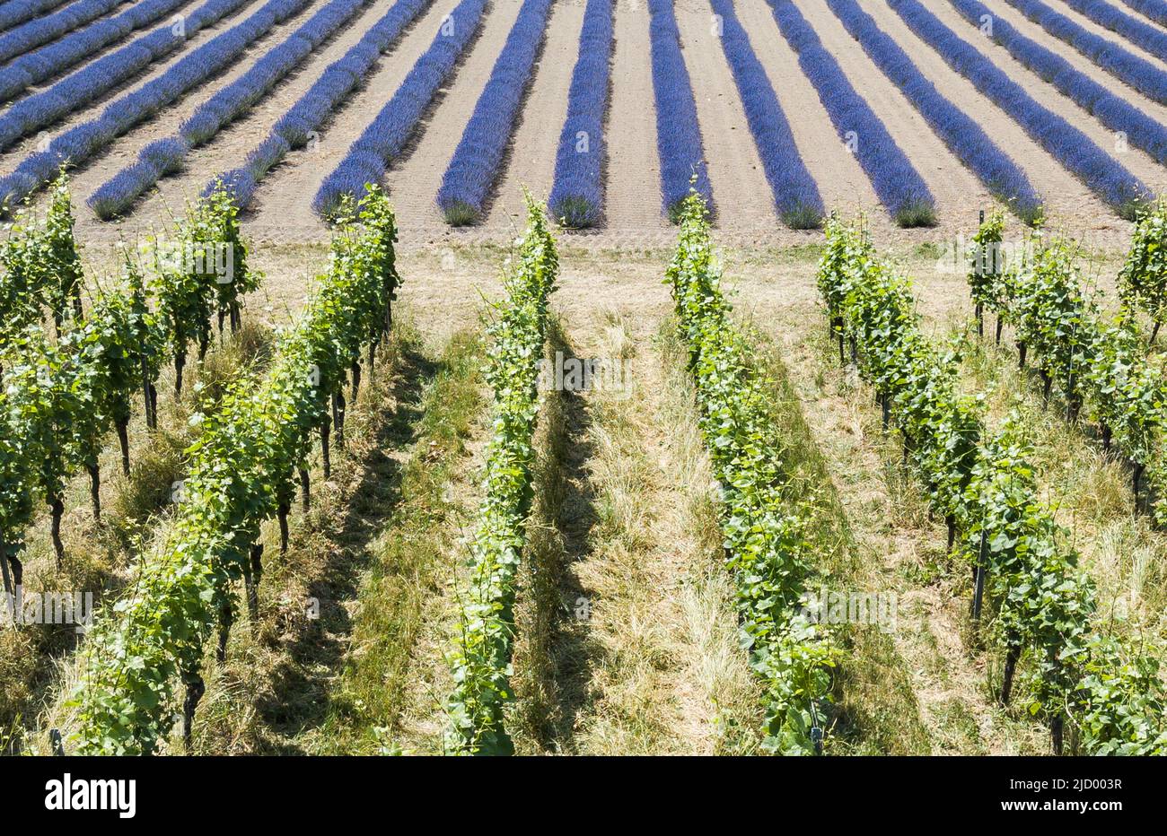 Vogtsburg Im Kaiserstuhl, Germany. 16th June, 2022. Vines and a field ...