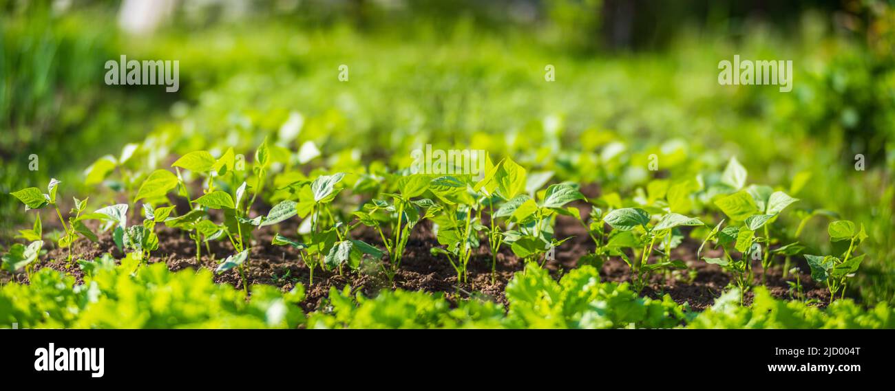 Lettuce crops under the sun. Cultivated land close-up with sprout ...