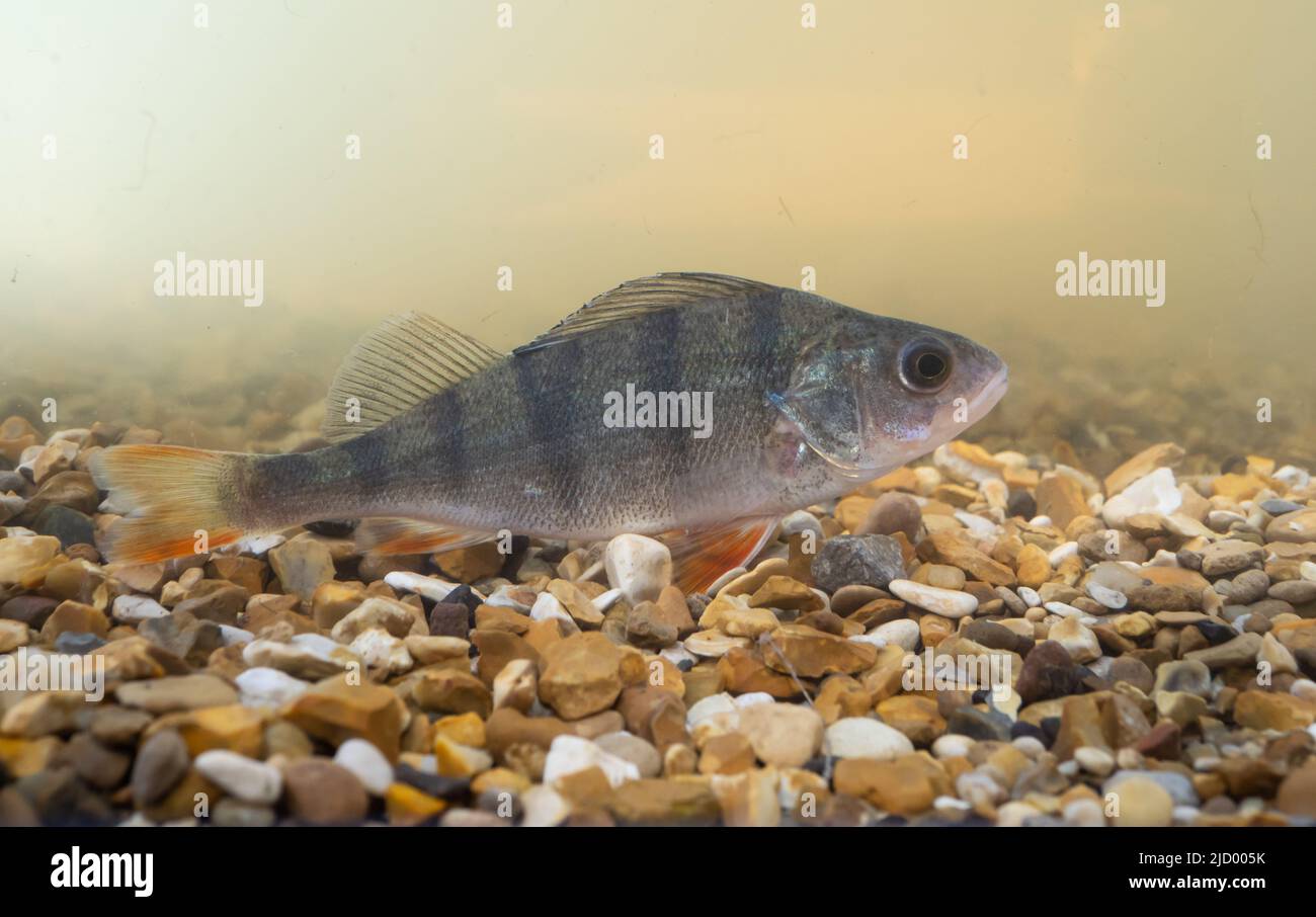 Native eurasian hi-res stock photography and images - Alamy