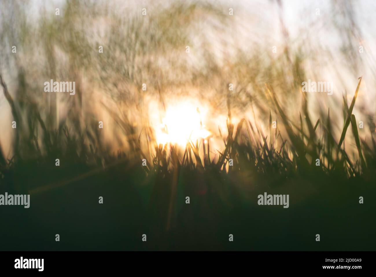Defocused grasses against the sunlight at sunset. Nature or environment ...