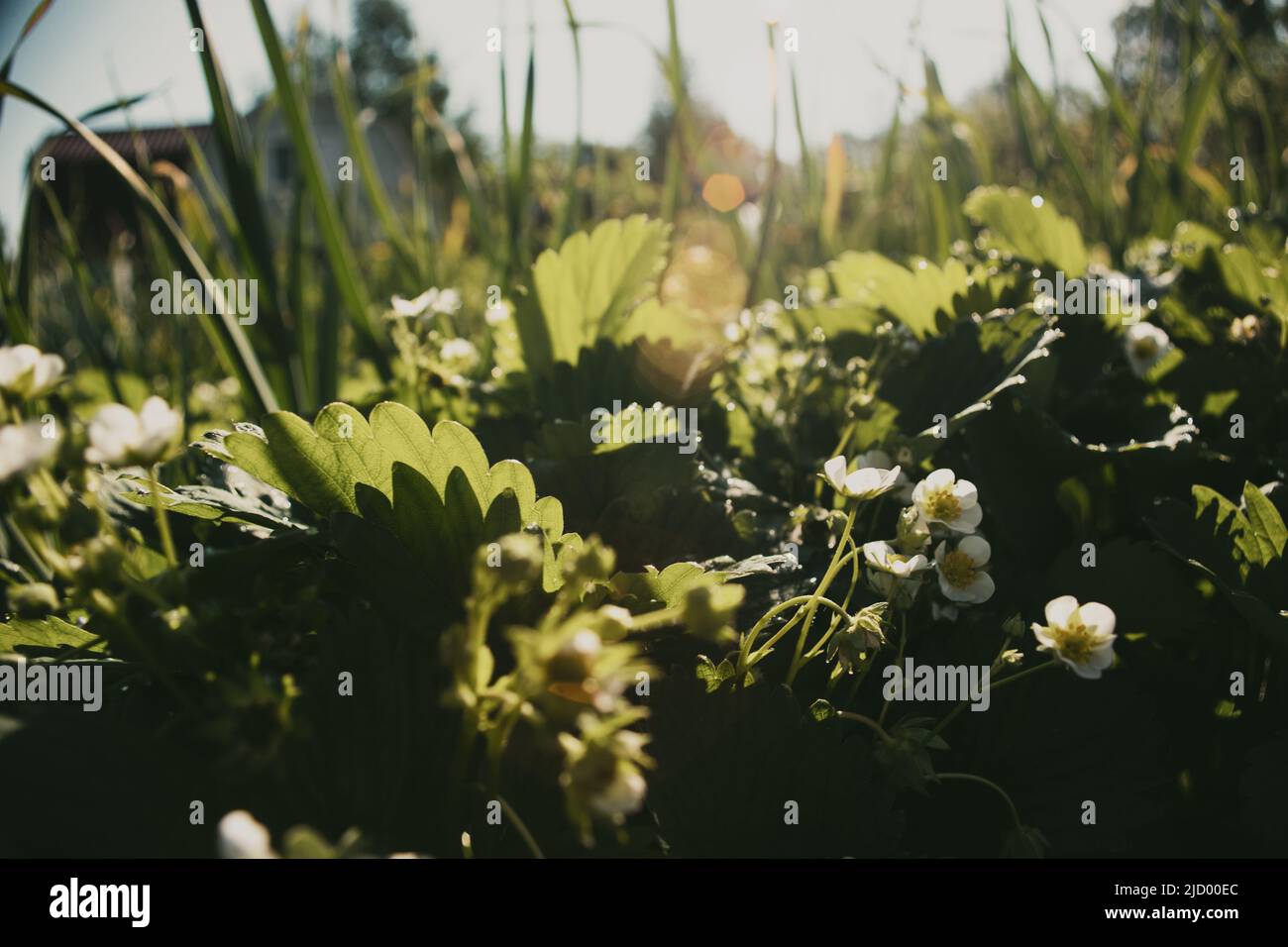 Strawberry crops under the sun. Cultivated land close-up with sprout ...