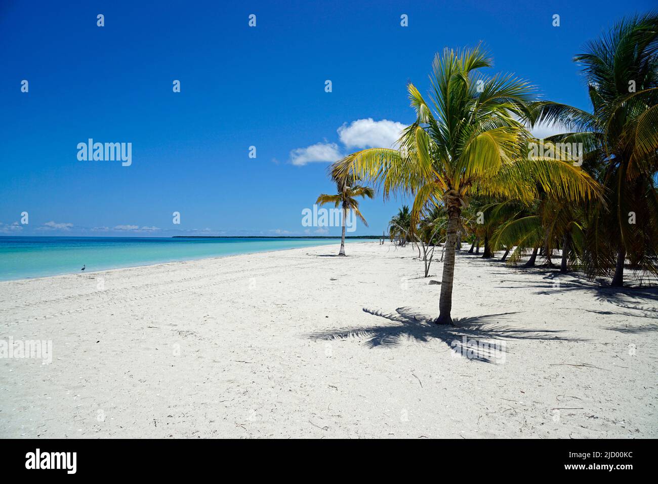 coconut palm trees on a tropical island near varedero Stock Photo - Alamy