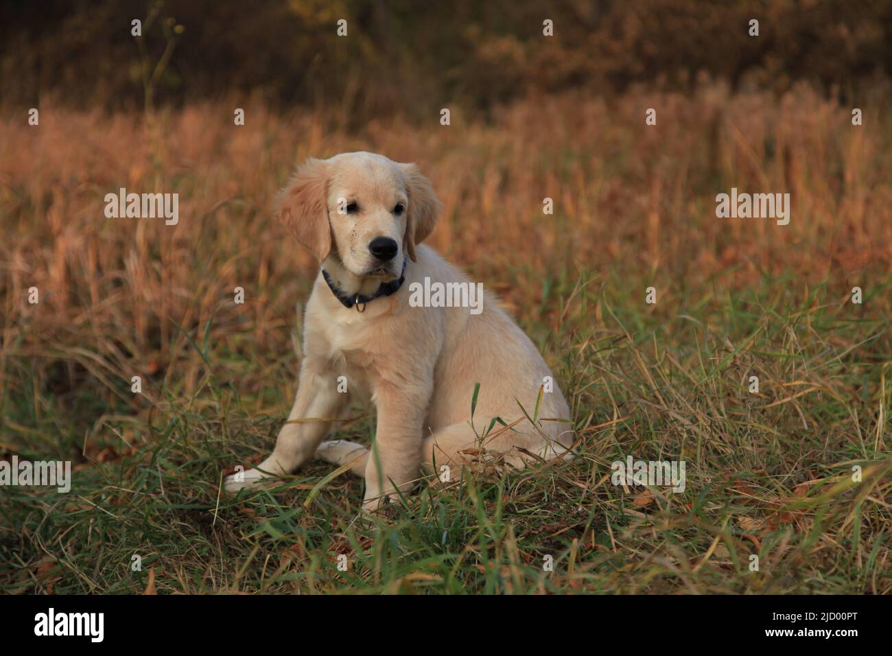 A golden retriever puppy poses in nature in the autumn forest. Gorgeous ...