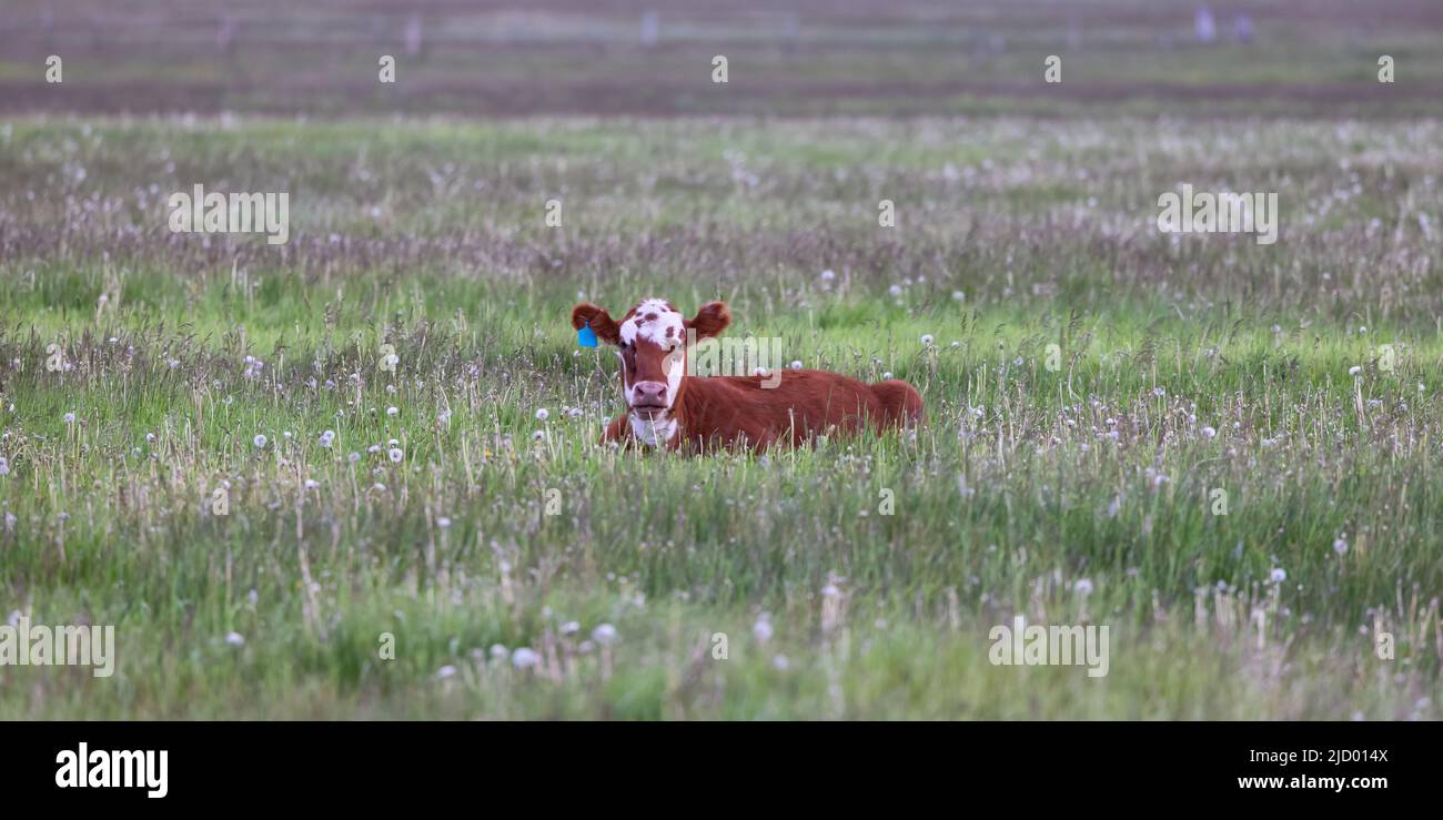 California mountains cows hi-res stock photography and images - Alamy