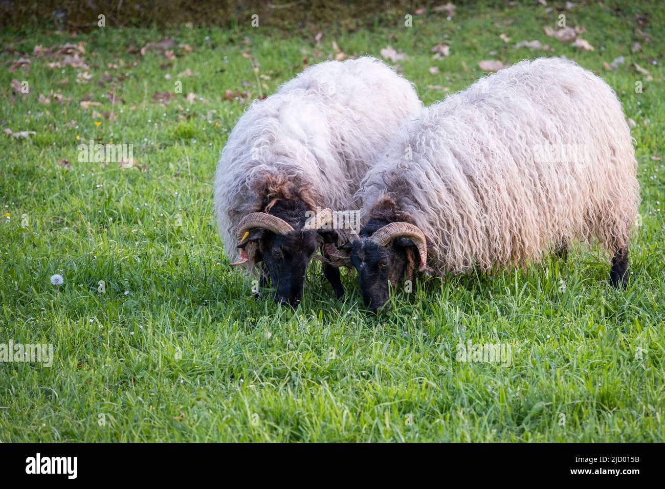 2 bobine hi-res stock photography and images - Alamy