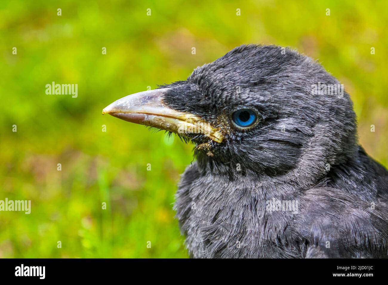 Young black crow jackdaw Corvus monedula with blue eyes sitting in ...
