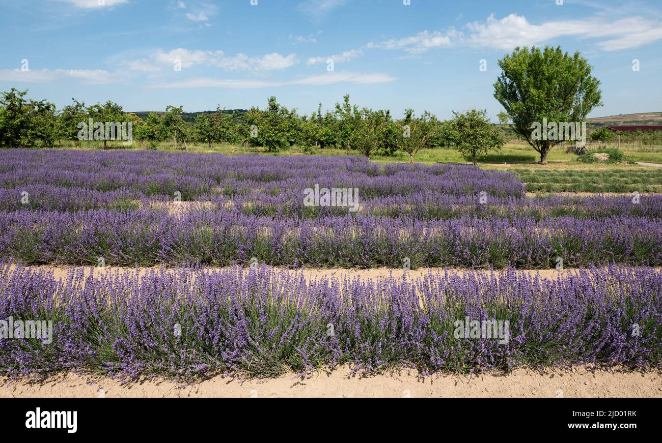 Vogtsburg Im Kaiserstuhl, Germany. 16th June, 2022. Lavender blooms in ...
