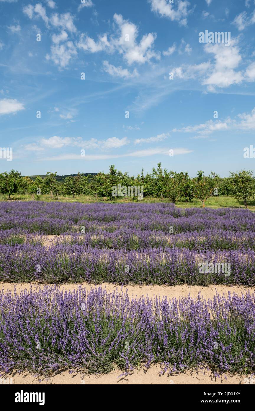 Lip bloomer hi-res stock photography and images - Alamy