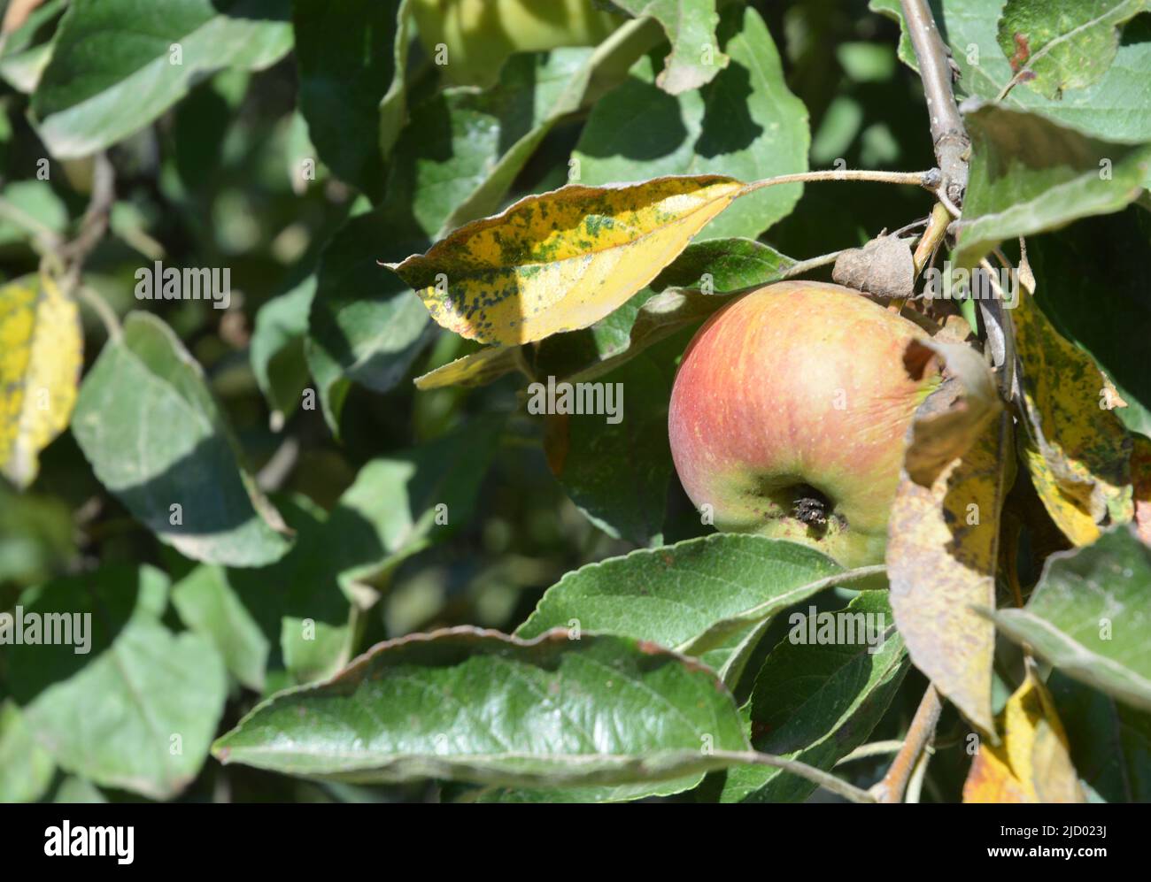 Apple tree green leaves hi-res stock photography and images - Alamy