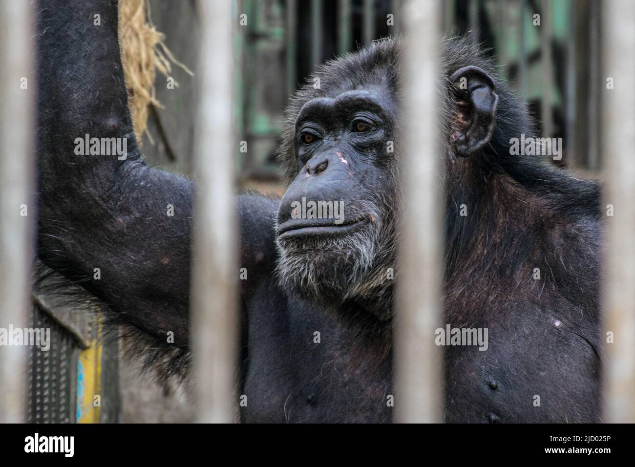 Lonely monkey in the zoo cage Stock Photo - Alamy