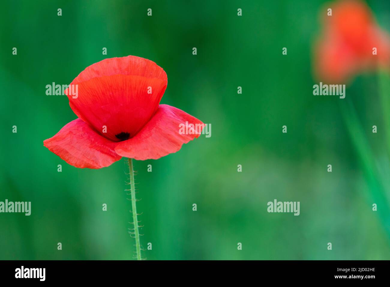 Poppy flower or papaver rhoeas poppy with the light. Flowers poppies blossom on wild field ...