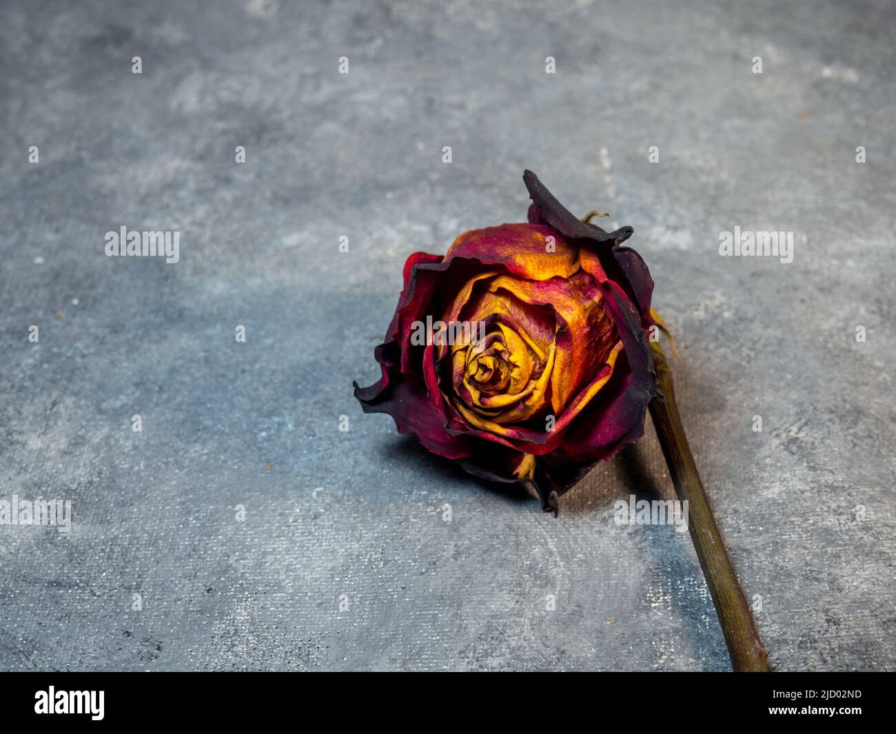Dried orange rose on a black background. One flower is on the table ...