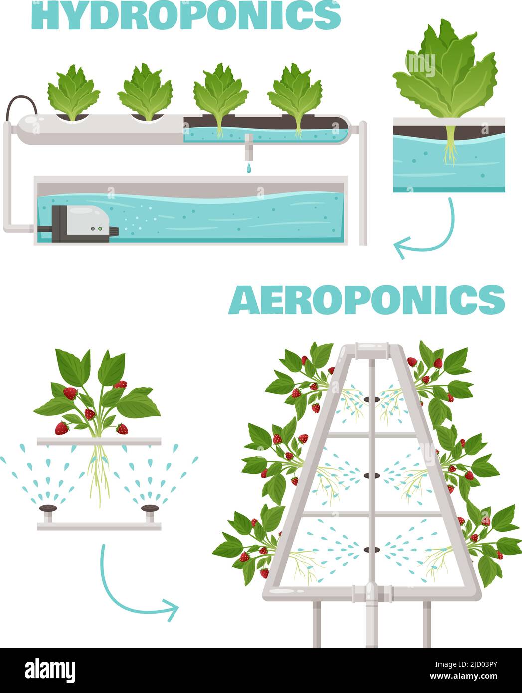 Hydroponics and aeroponics concept with watering and fast growth ...