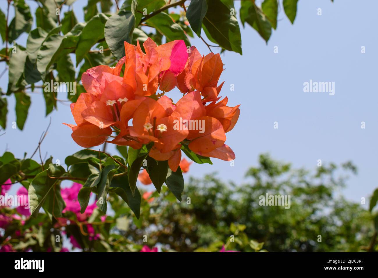 Peach Colored Flowers