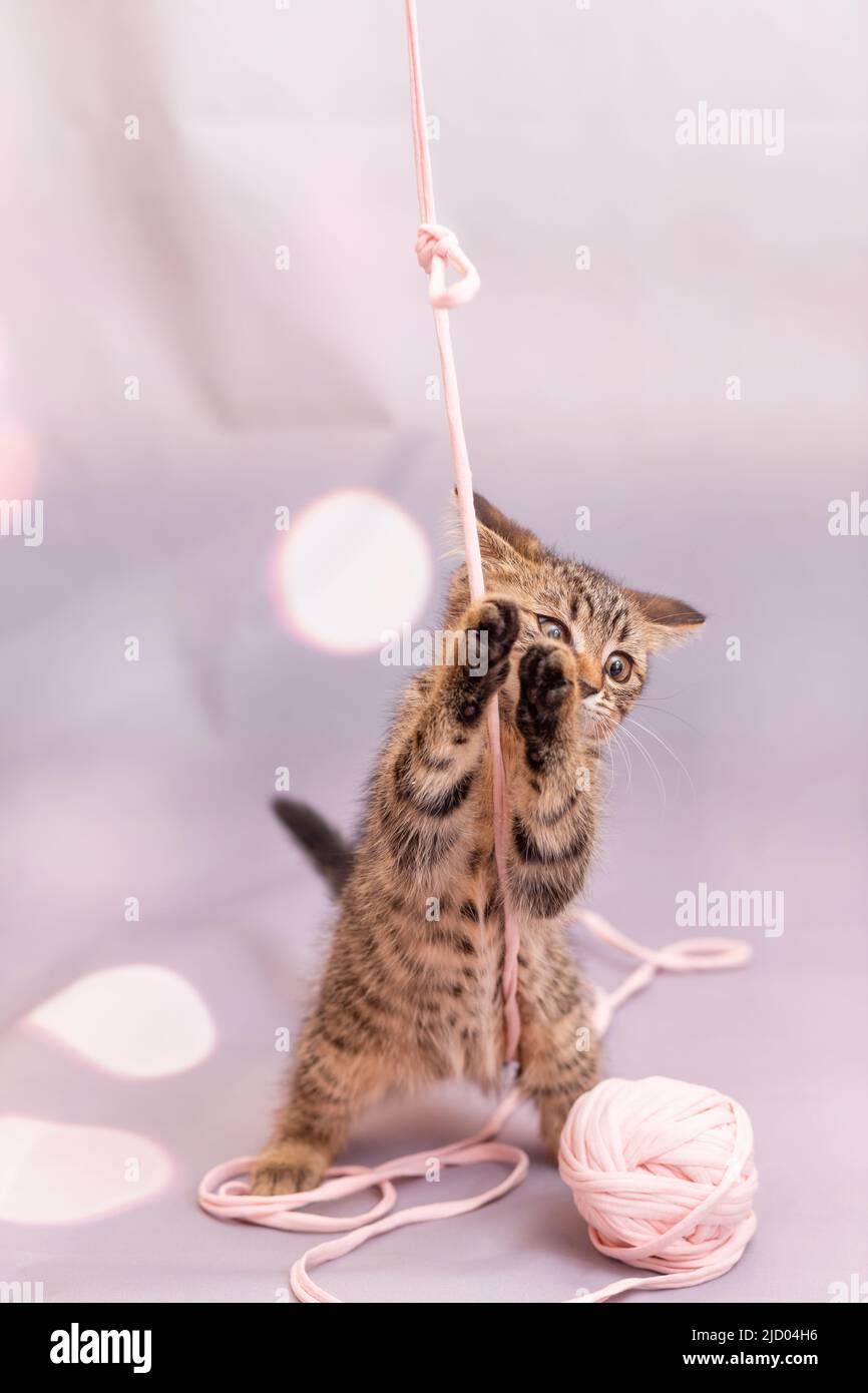 A tabby kitten is playing with a large ball of pink braid. Lilac pastel ...