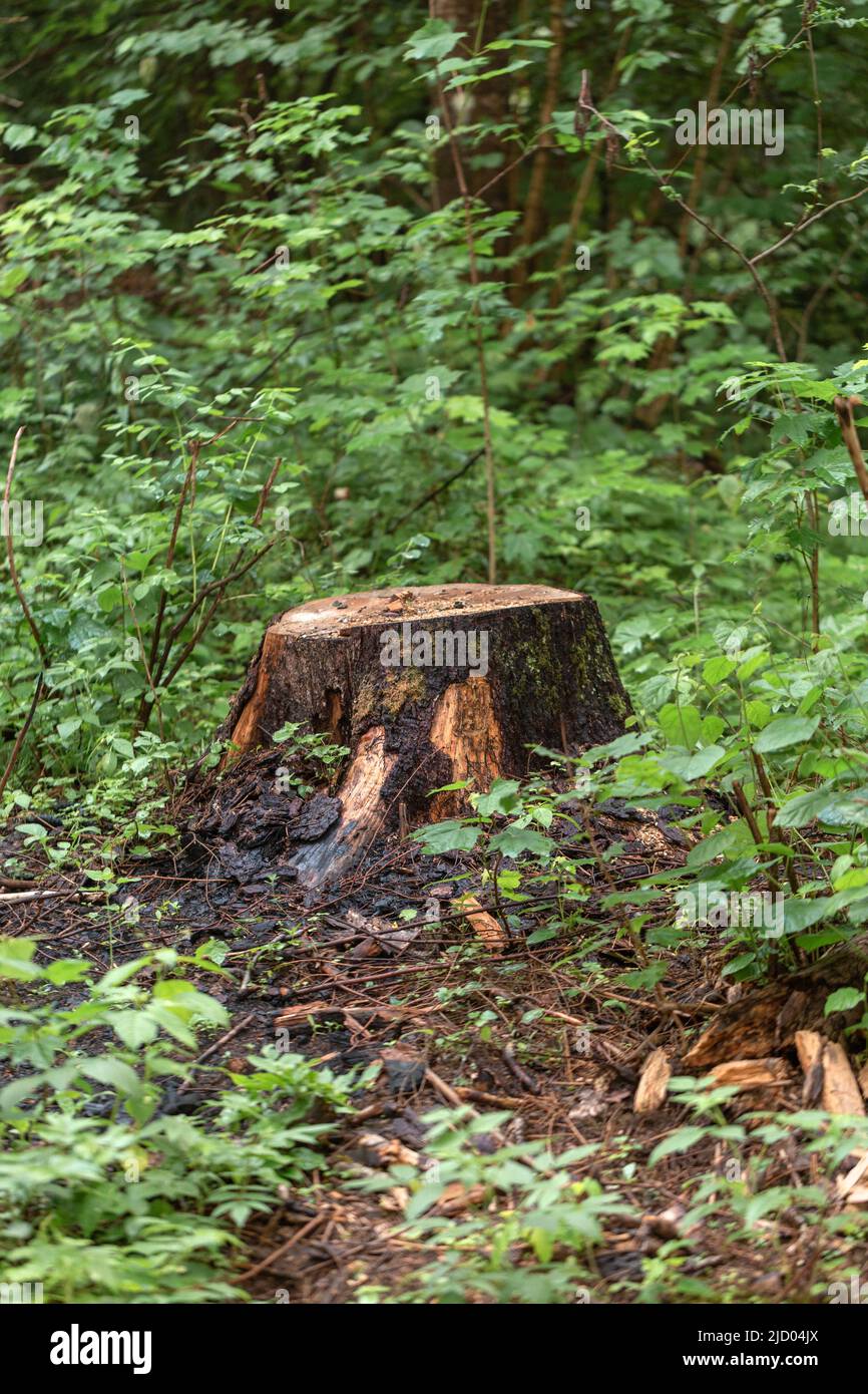 A charred stump was left from a large old tree in a wild forest. The ...