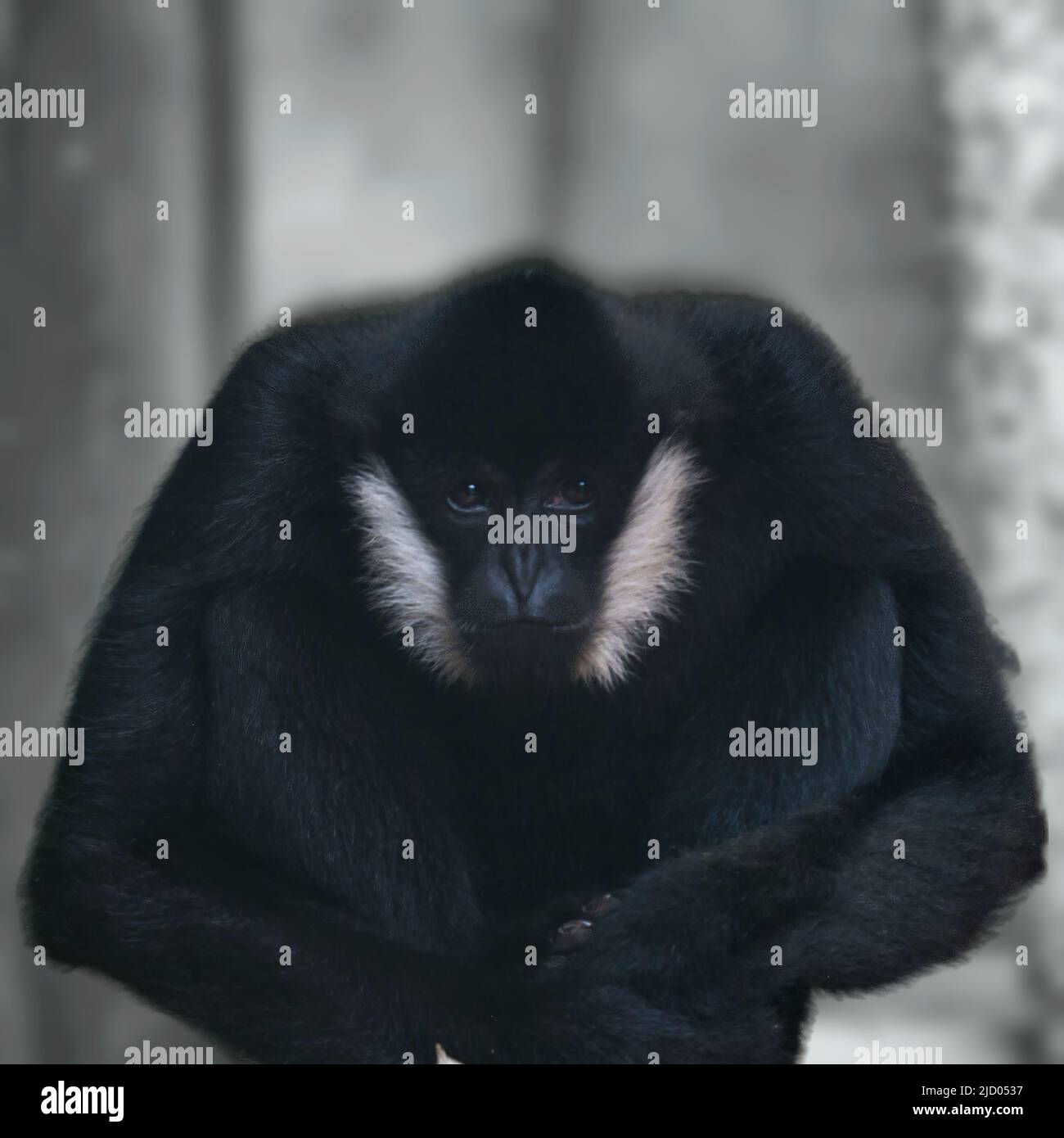 White-Cheeked Gibbon sitting in a crouching position. Artistic editing ...