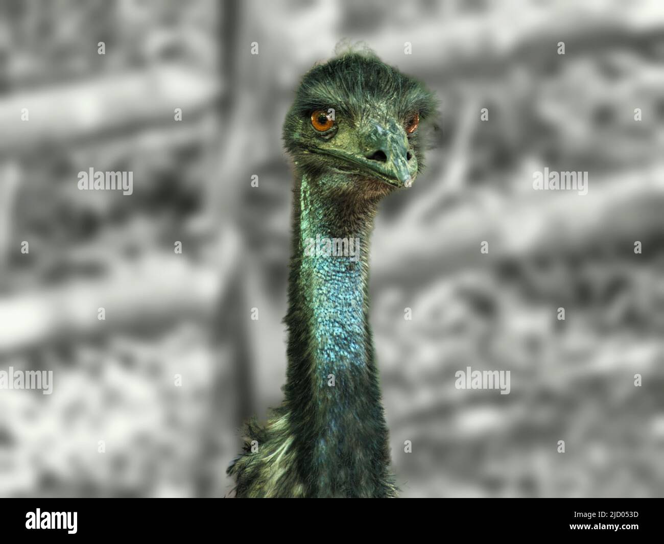 Emu - The dinosaur like bird with artistic background Stock Photo - Alamy