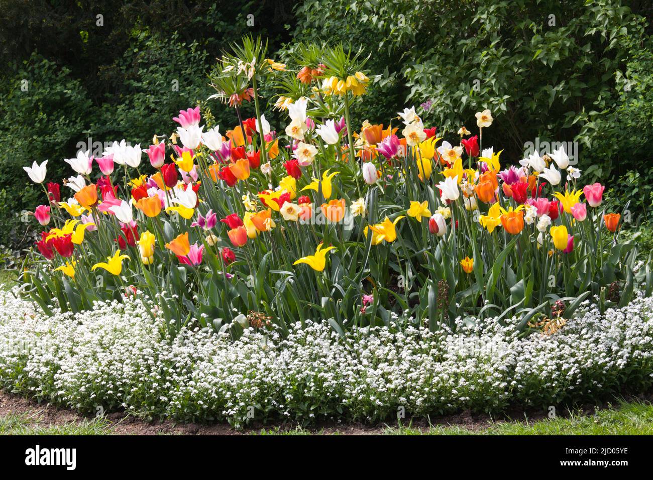 Germany, Thuringia, Weimar, Ilm Park, flowers Stock Photo - Alamy