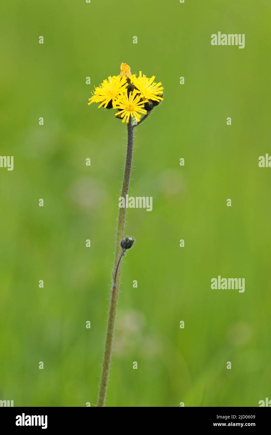 Bloom yellow wildflower hi-res stock photography and images - Alamy
