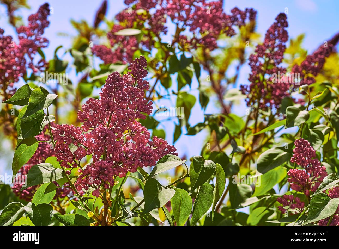 Cluster of flowers drawing hi-res stock photography and images - Alamy