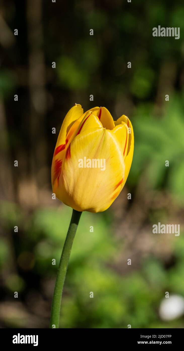 a bright tulip. spring flower. floral background for the screensaver ...
