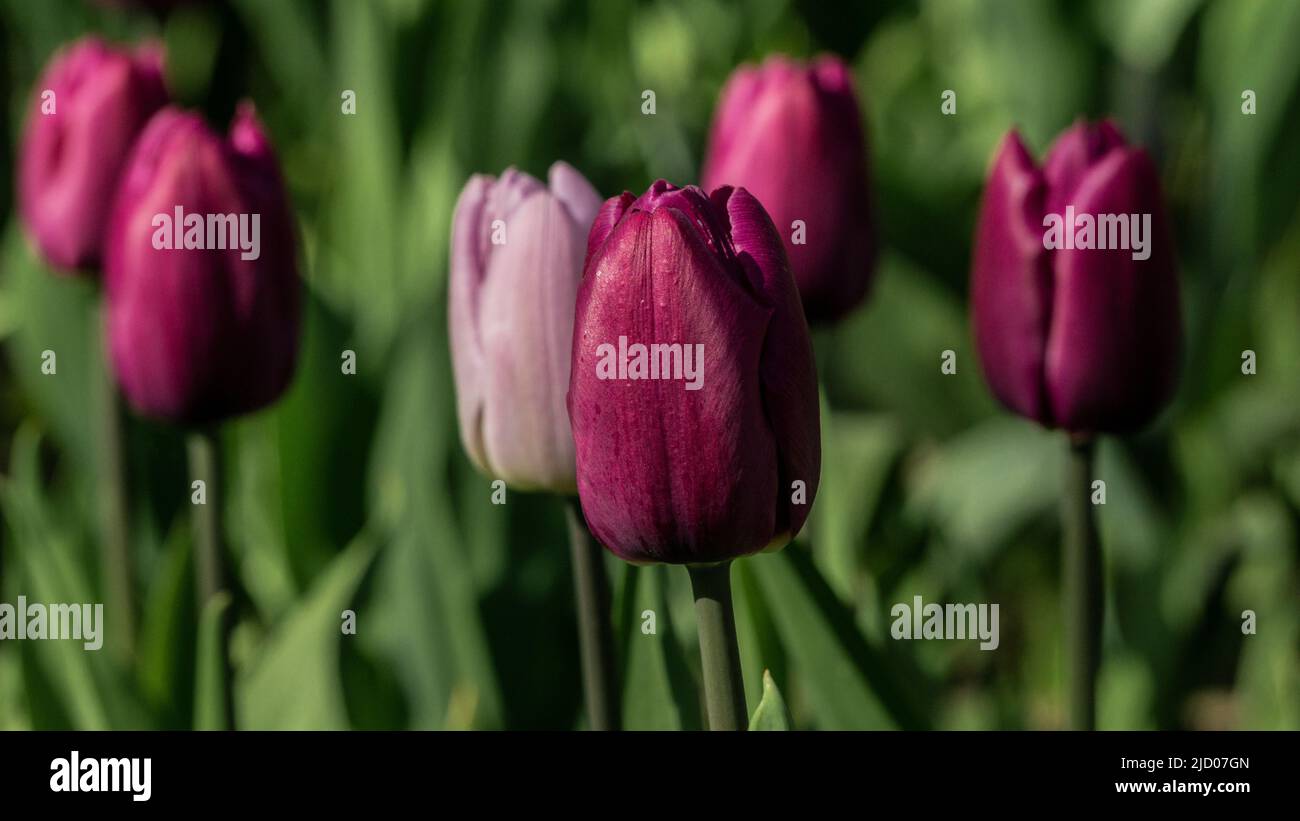 a bright tulip. spring flower. floral background for the screensaver ...